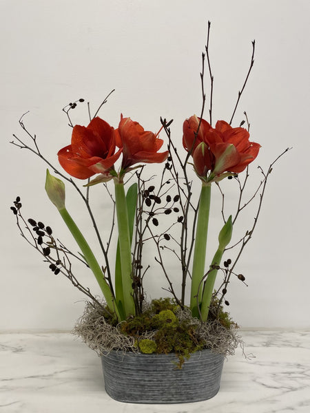 Amaryllis Plant – Roger Beck Florist